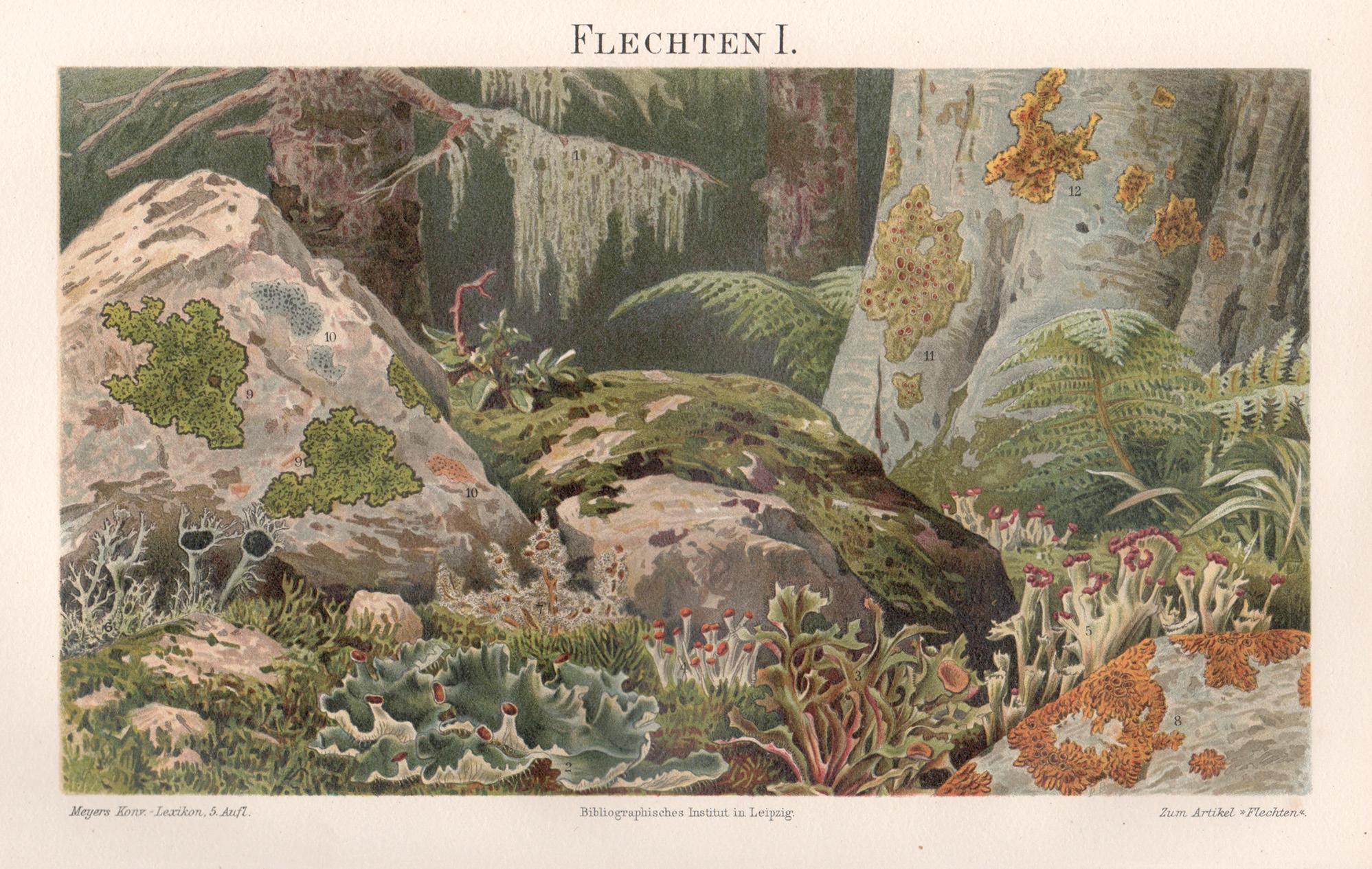 Unknown - Lichen, German antique algae fungus chromolithograph print ...