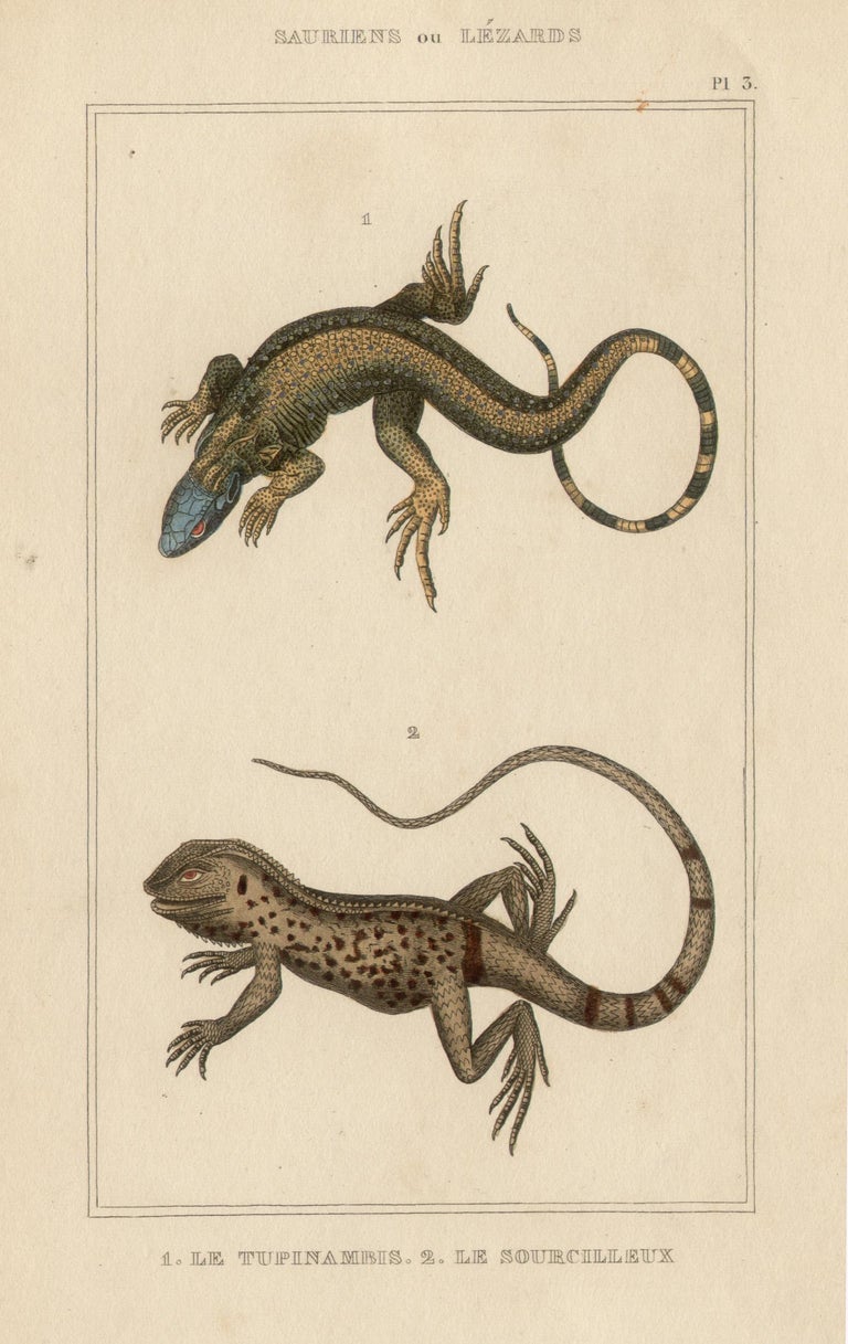 Unknown - Lizards / reptiles, engraving with original hand-colouring ...