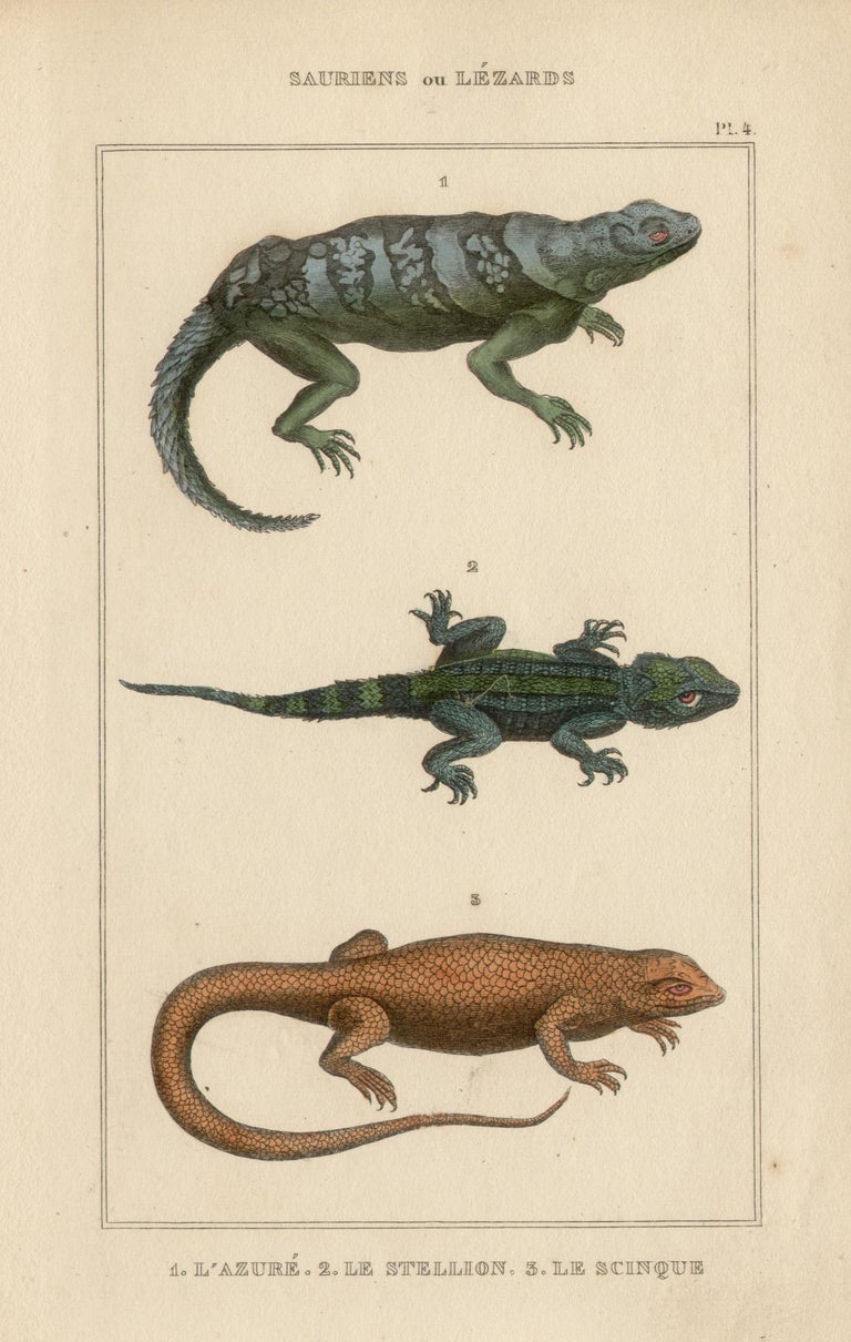 Unknown - Lizards / reptiles, engraving with original hand-colouring ...