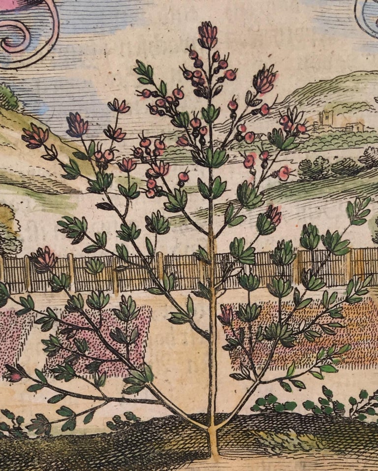 Unknown - Mint in an 18th Century Landscape by Matthaeus Merian For ...
