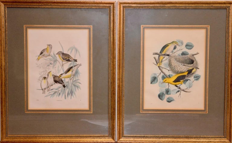 Unknown - Pair of antique color lithographs, birds, ornithology ...