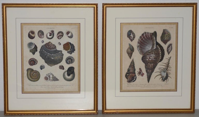 Unknown - Pair of Early 19th Century "Conchology" Conch Shells Colour ...