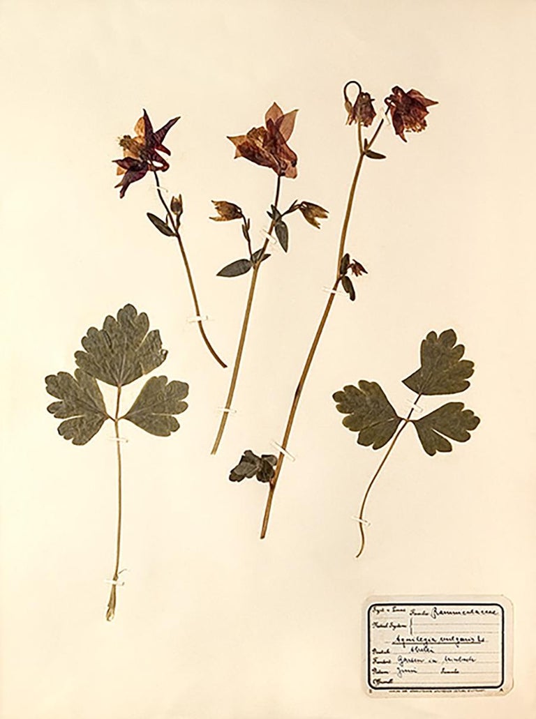 Unknown - Pressed Botanical Specimen - 15 For Sale at 1stDibs