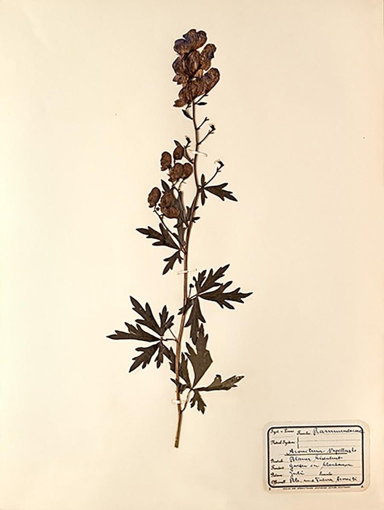 Unknown - Pressed Botanical Specimen - 16 For Sale at 1stDibs