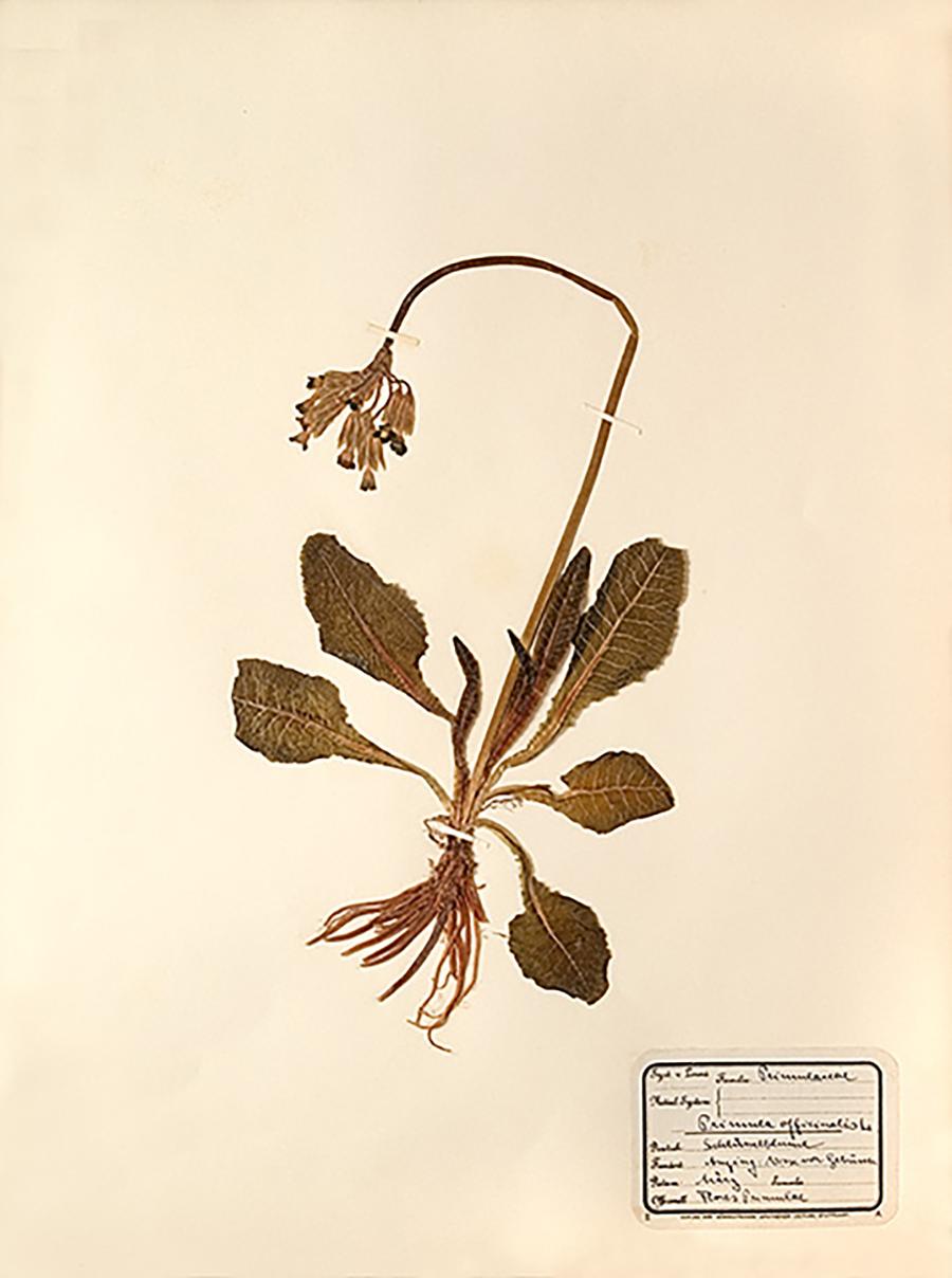 Unknown - Pressed Botanical Specimen - 15 For Sale at 1stDibs