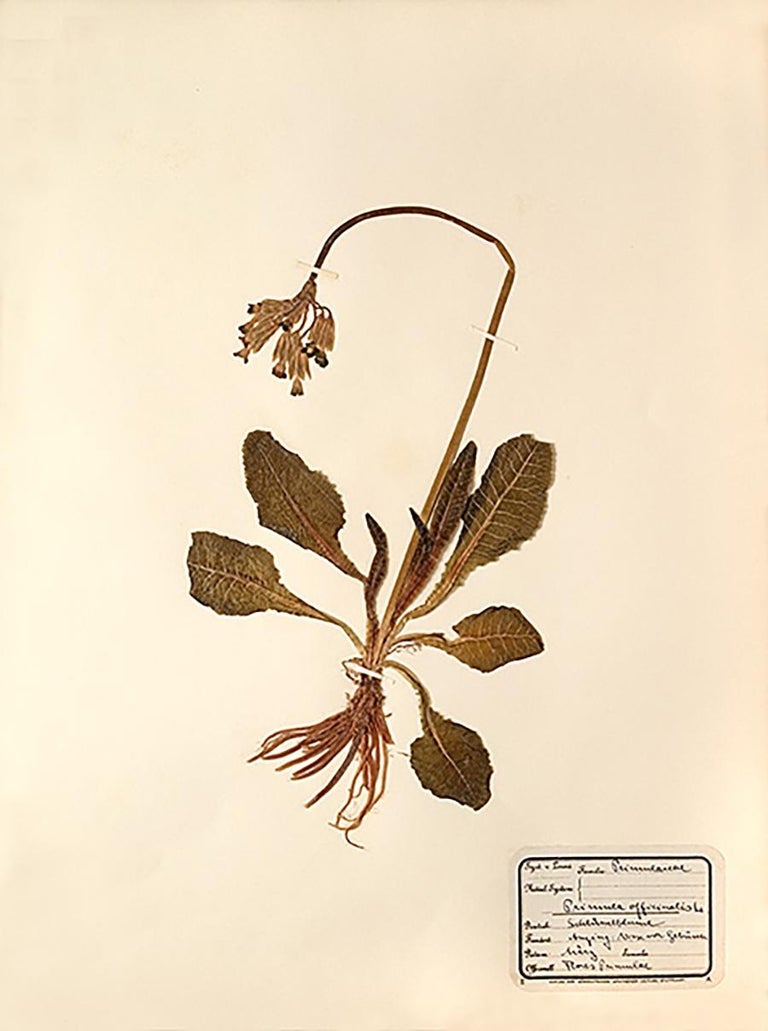 Unknown - Pressed Botanical Specimen - 17 For Sale at 1stDibs