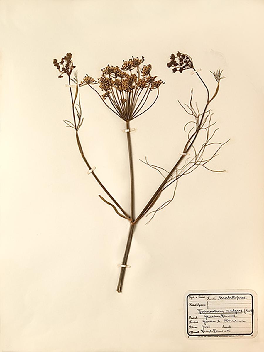 Unknown - Pressed Botanical Specimen - 1 For Sale at 1stDibs