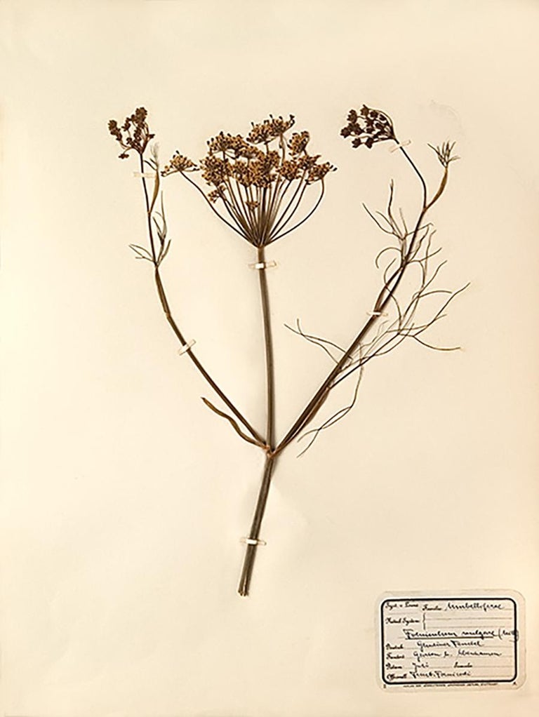 Unknown - Pressed Botanical Specimen - 18 For Sale at 1stDibs