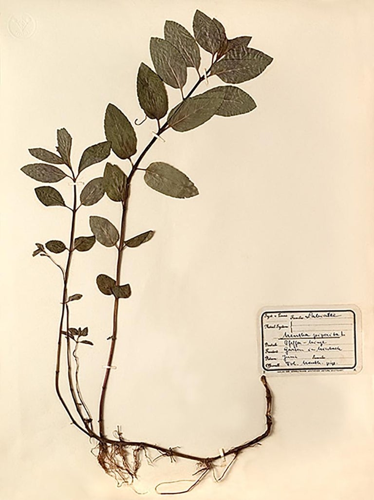 Unknown - Pressed Botanical Specimen - 19 For Sale at 1stDibs