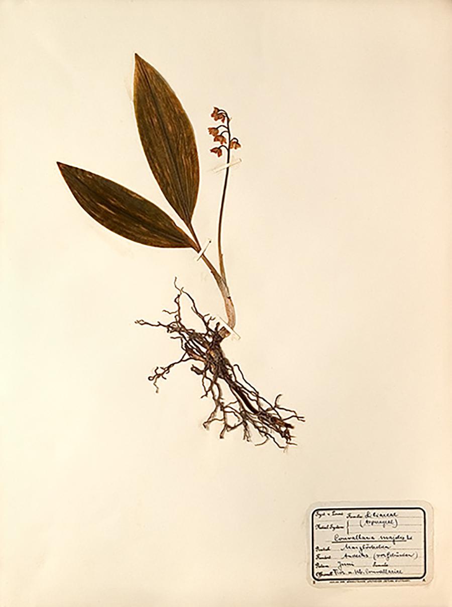 Unknown - Pressed Botanical Specimen - 15 For Sale at 1stDibs