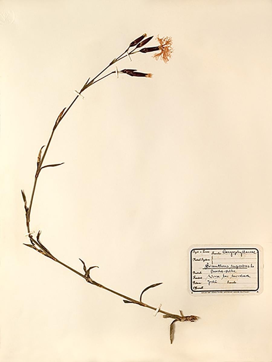 Unknown - Pressed Botanical Specimen - 15 For Sale at 1stDibs