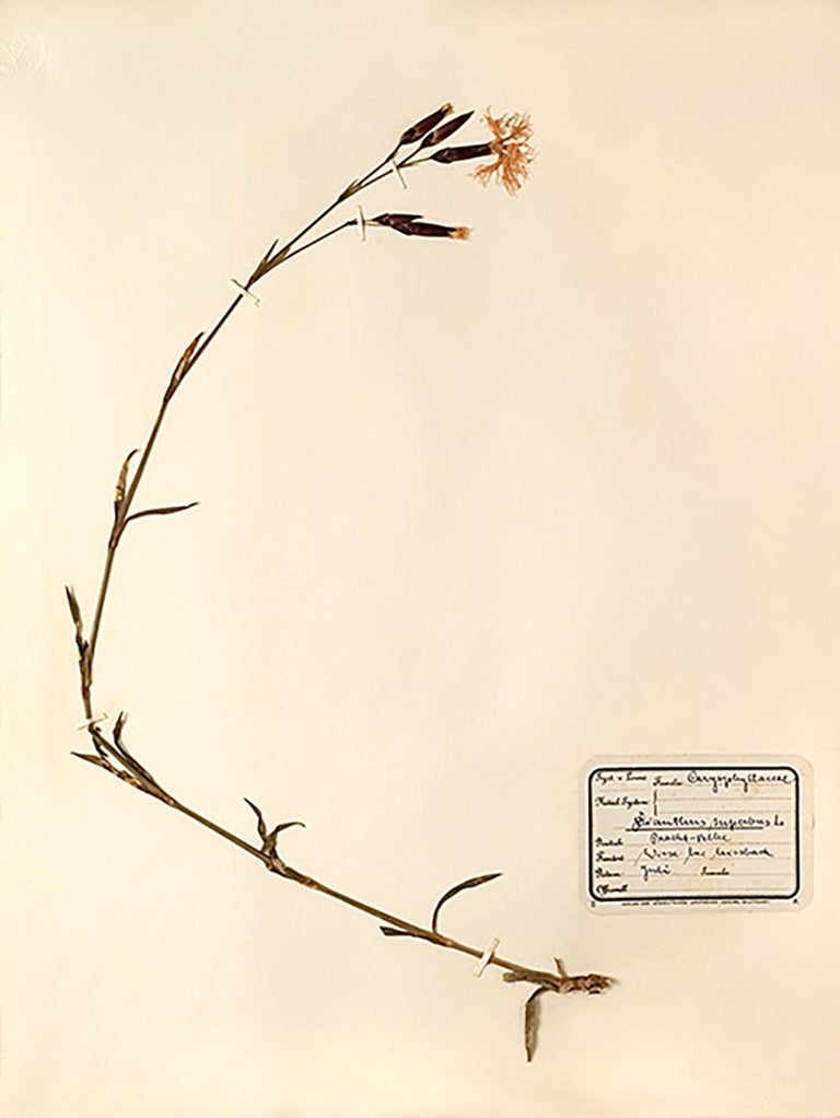 Unknown - Pressed Botanical Specimen - 20 For Sale at 1stDibs