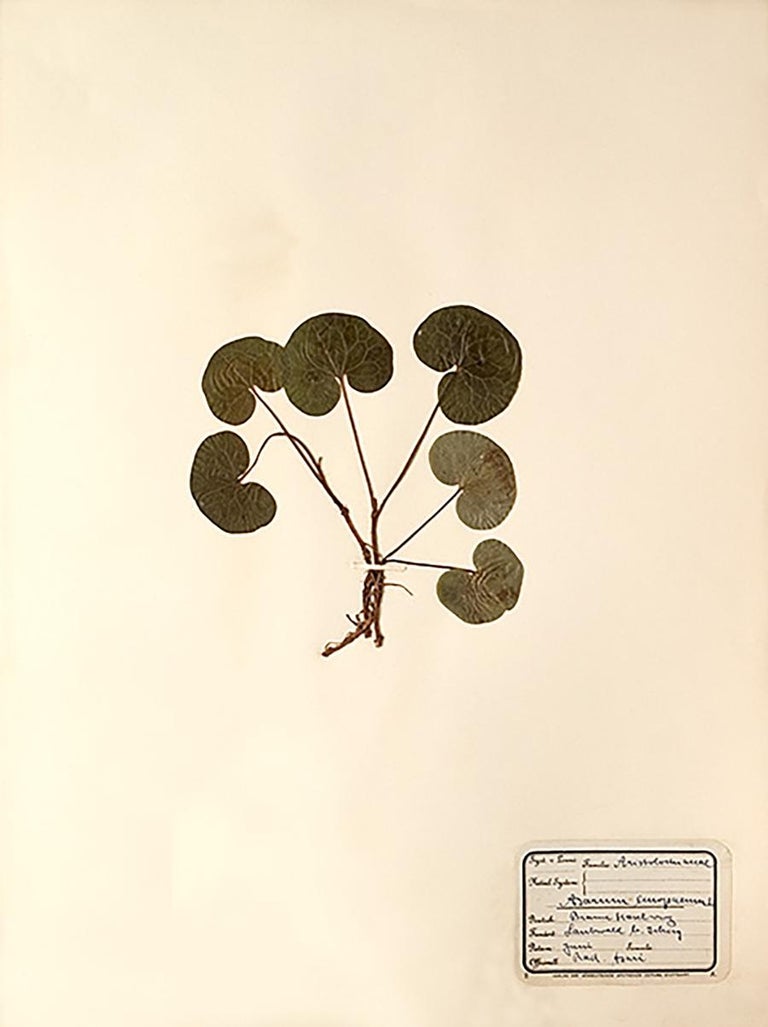 Unknown - Pressed Botanical Specimen - 21 For Sale at 1stDibs