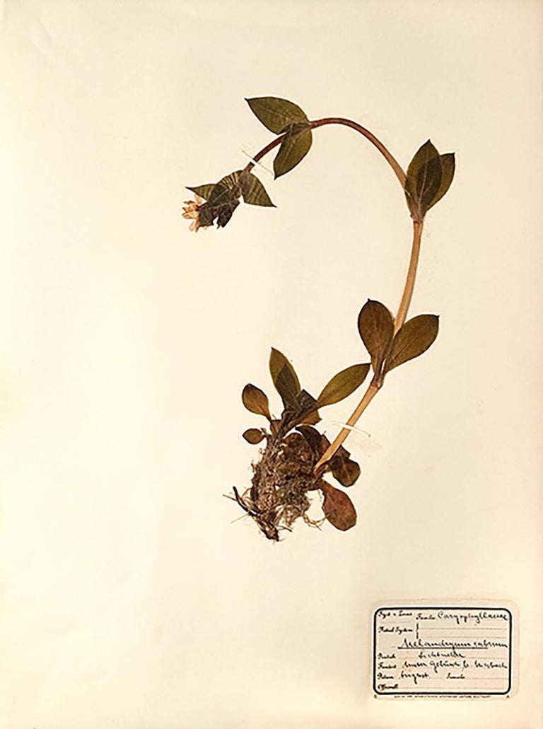 Unknown - Pressed Botanical Specimen - 3 For Sale at 1stDibs