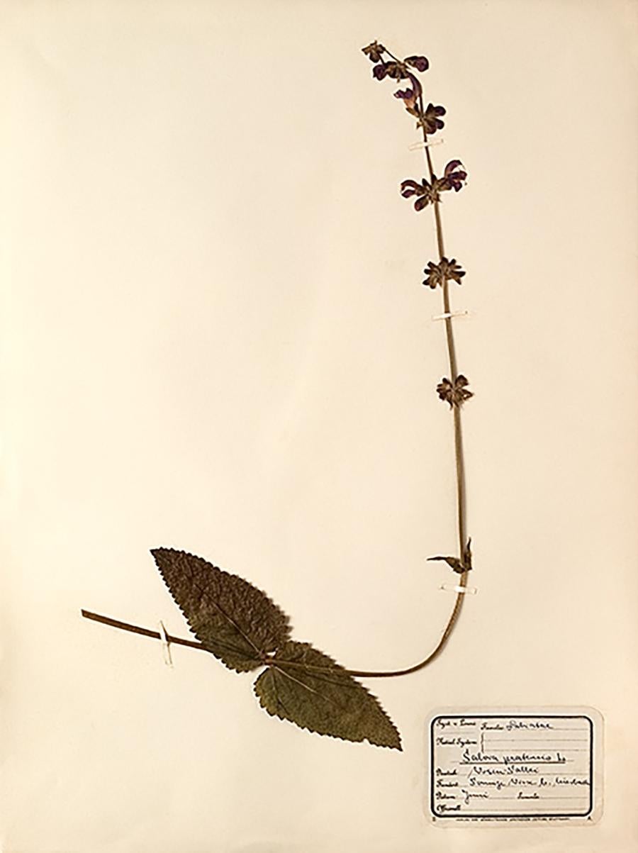 Unknown - Pressed Botanical Specimen - 1 For Sale at 1stDibs