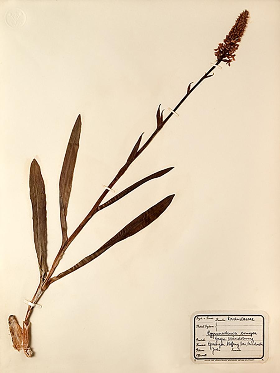 Unknown - Pressed Botanical Specimen - 15 For Sale at 1stDibs