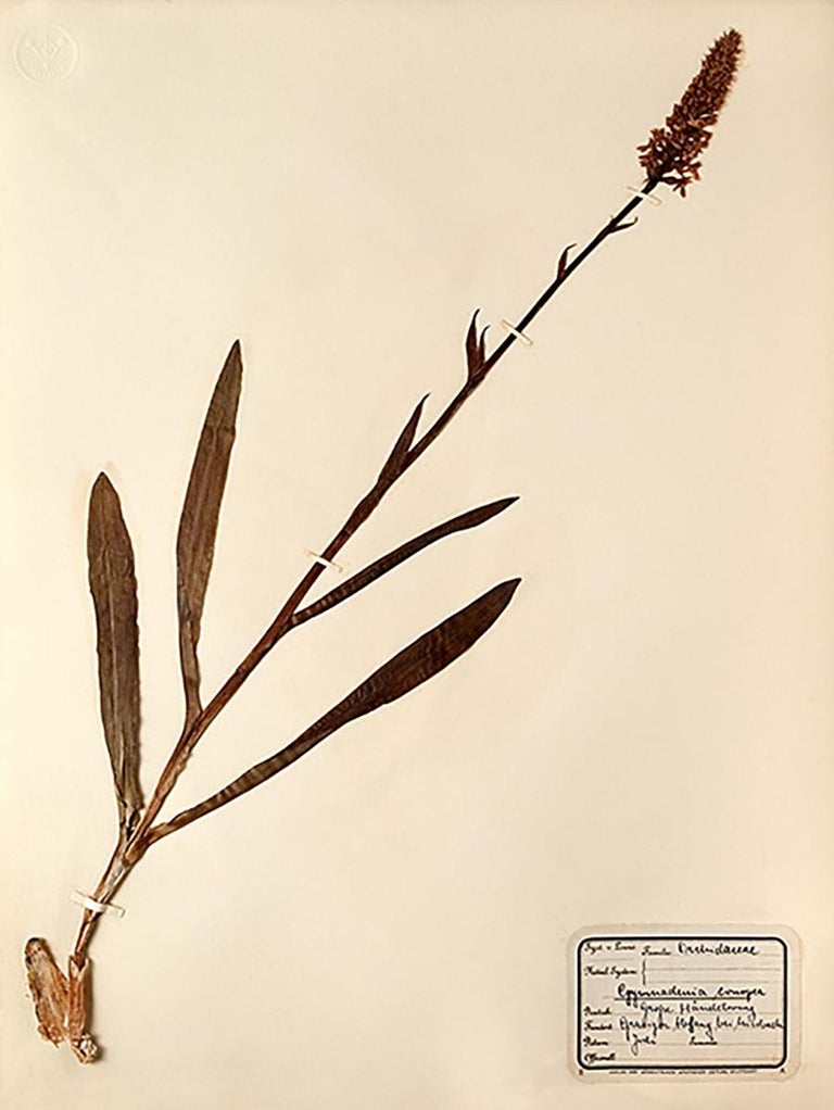 Unknown - Pressed Botanical Specimen - 5 For Sale at 1stDibs