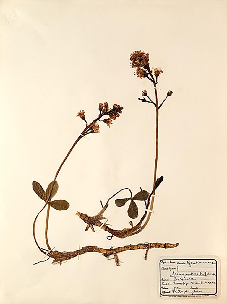 Unknown - Pressed Botanical Specimen - 6 For Sale at 1stDibs