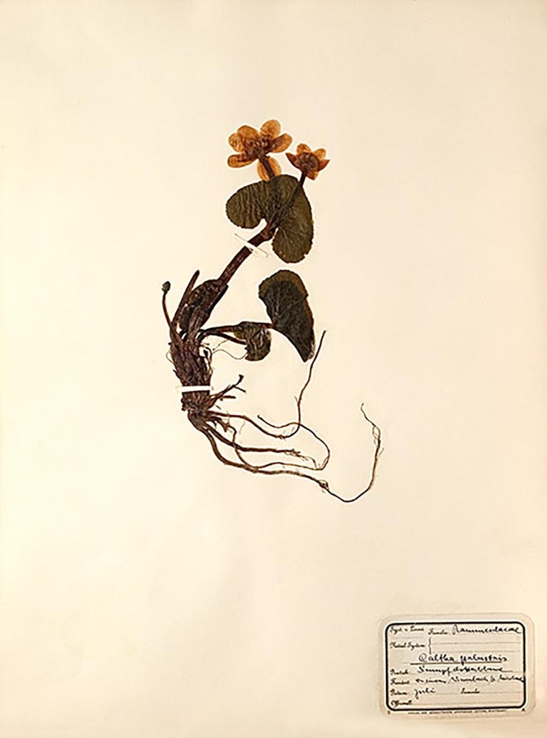 Unknown - Pressed Botanical Specimen - 7 For Sale at 1stDibs
