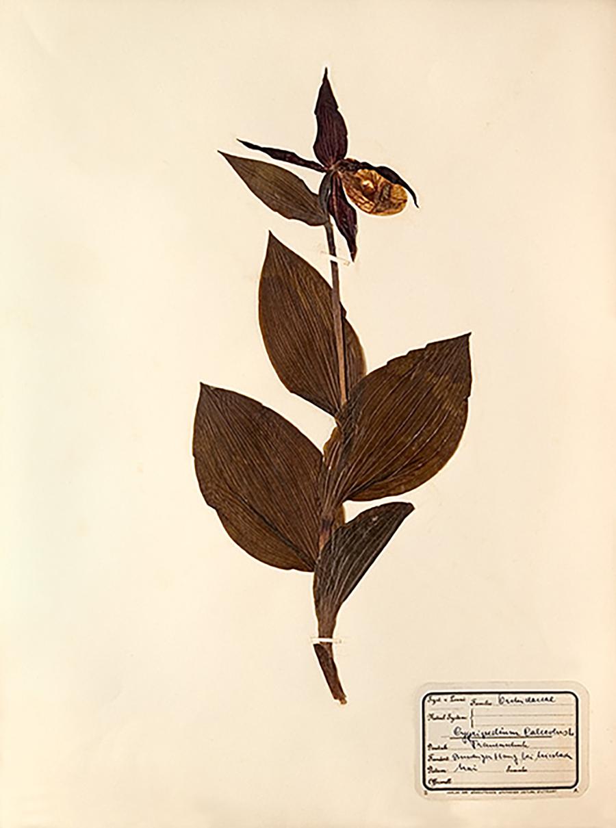 Unknown - Pressed Botanical Specimen - 15 For Sale at 1stDibs