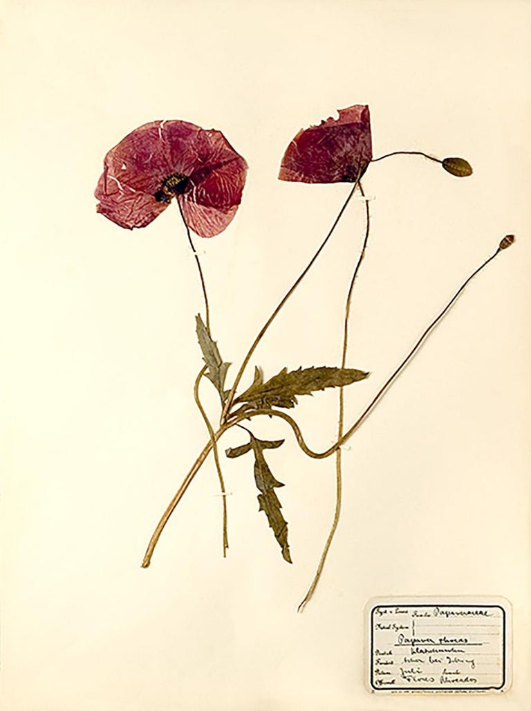 Unknown - Pressed Botanical Specimen - 1 For Sale at 1stDibs