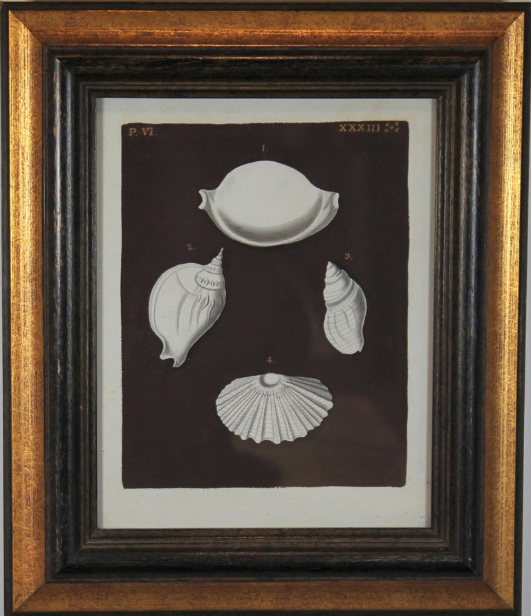 Unknown - Scallop and Conch Shell Hand Painted Engraving at 1stDibs