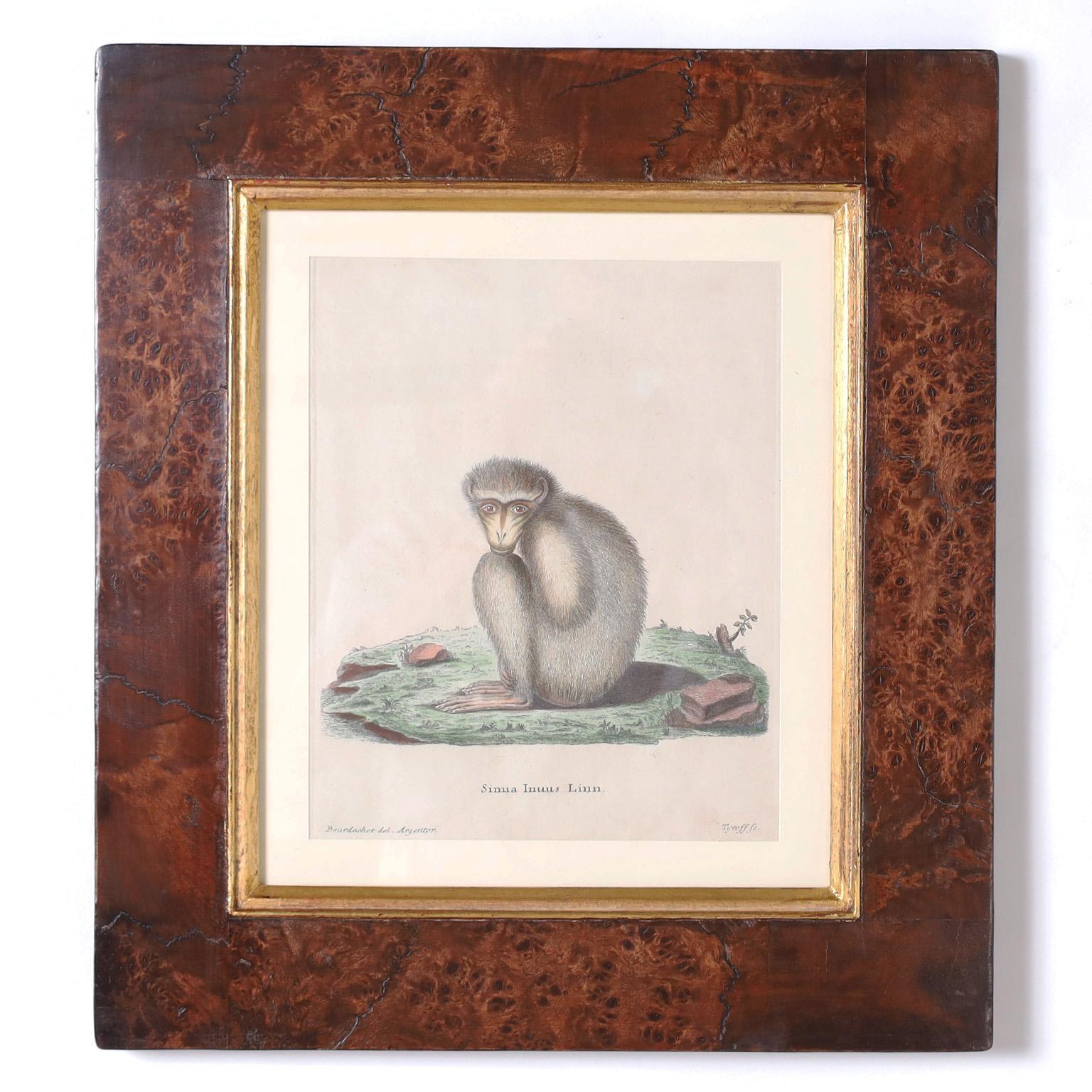 Unknown - Set of Six Copper Plate Engravings of Monkeys For Sale at 1stDibs