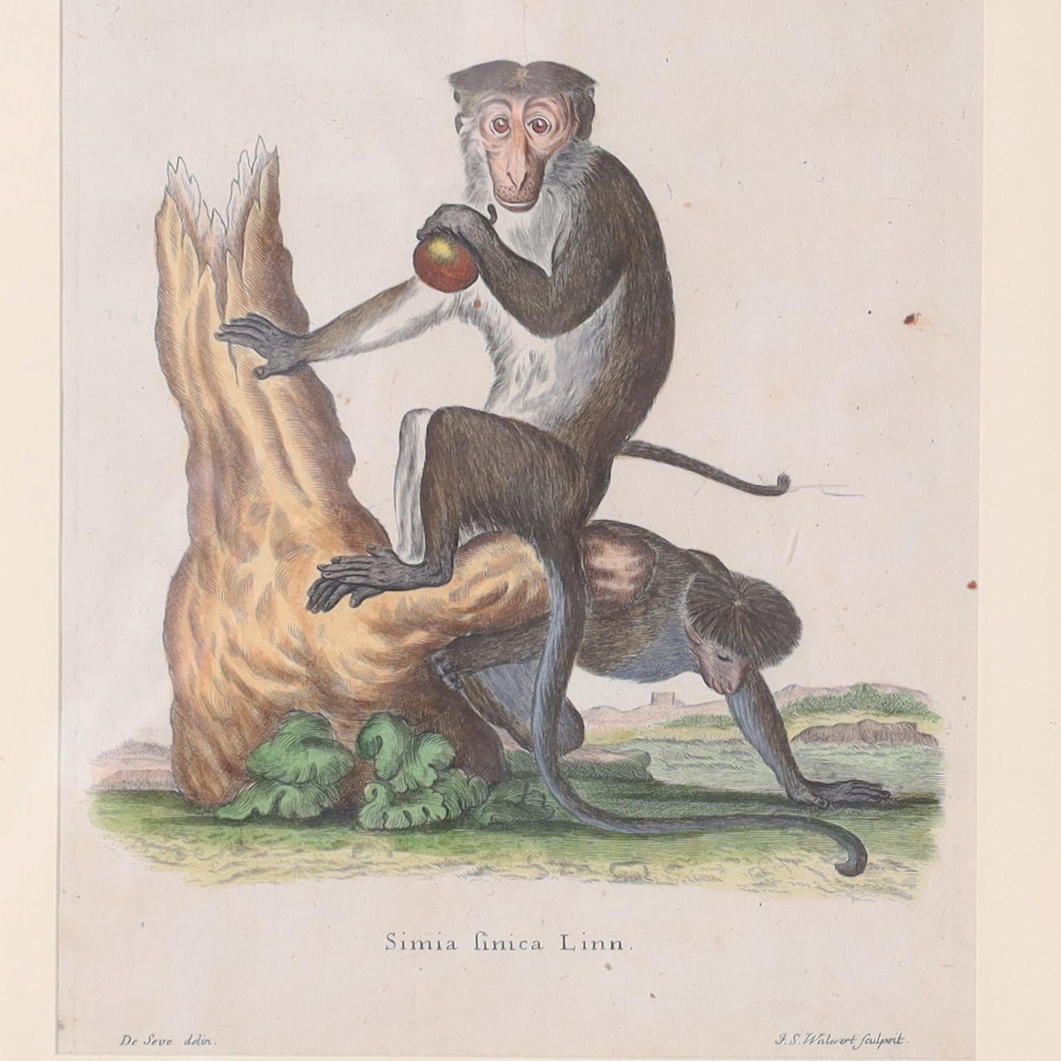 Unknown - Set of Six Copper Plate Engravings of Monkeys For Sale at 1stDibs