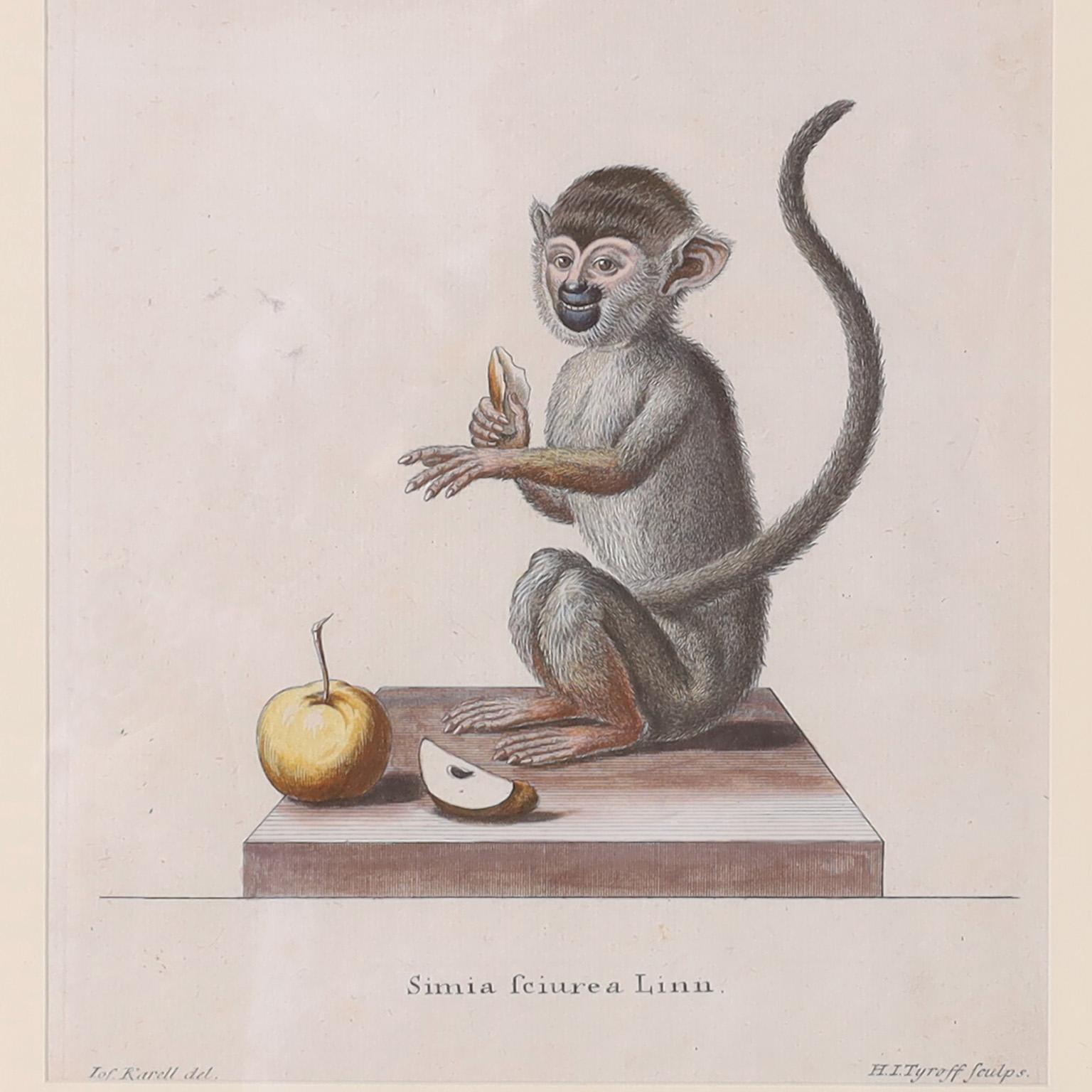 Unknown - Set of Six Copper Plate Engravings of Monkeys For Sale at 1stDibs