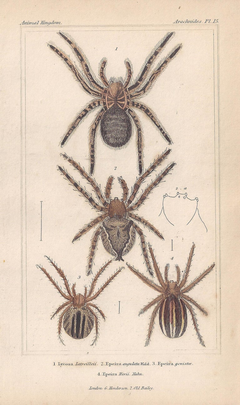 Unknown - Spiders, antique English natural history engraving prints ...