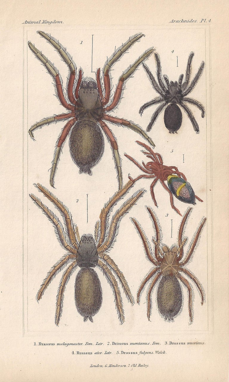 Unknown - Spiders, antique English natural history engraving prints ...