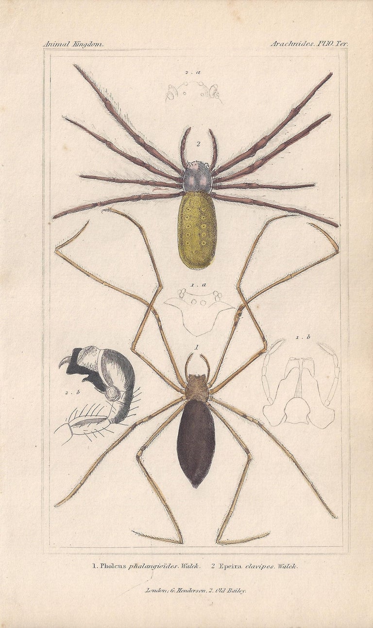 Unknown - Spiders, antique English natural history engraving prints ...
