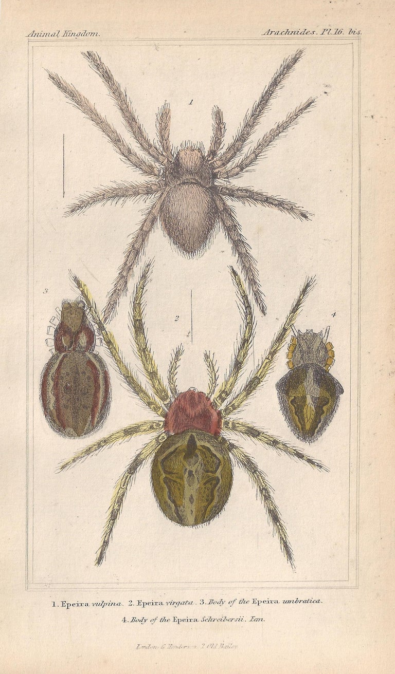 Unknown - Spiders, antique English natural history engraving prints ...