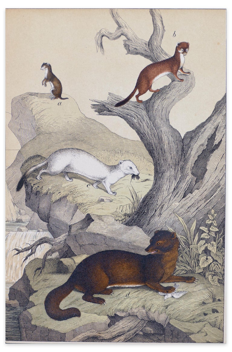 Unknown - Stoats on a Rock - Original Lithograph - Late 19th Century ...