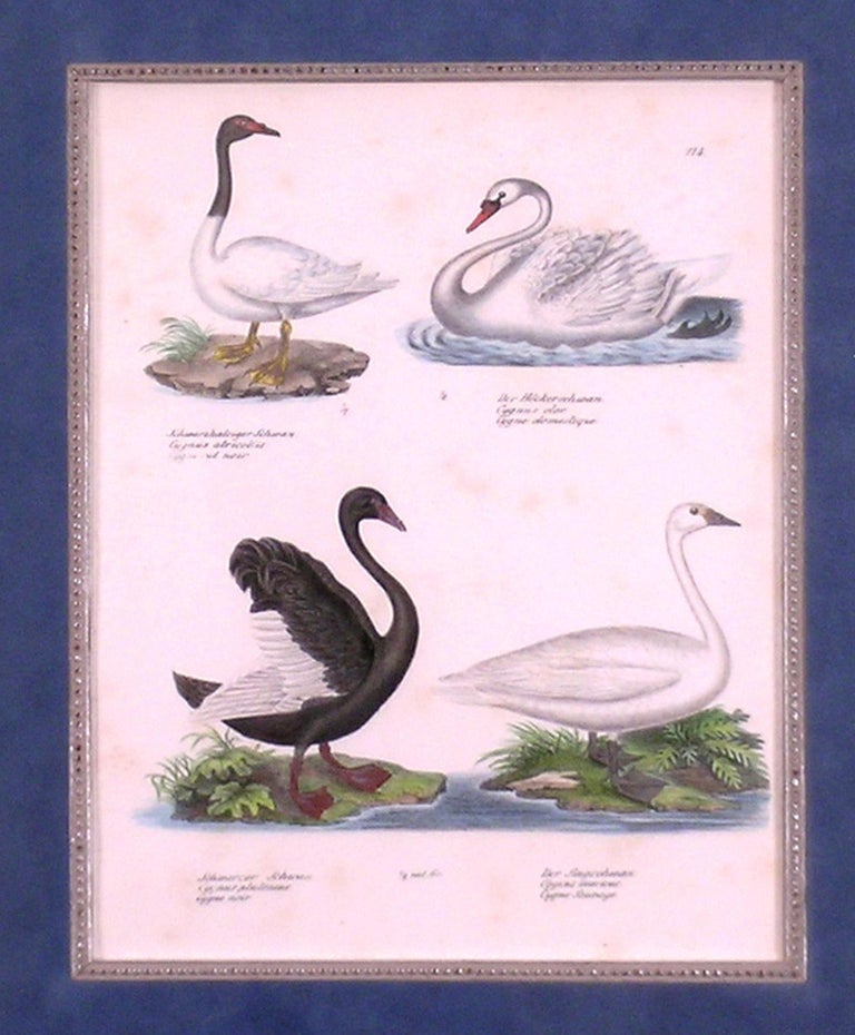 Unknown - Swans. 4 Species. Plate 114 For Sale at 1stDibs