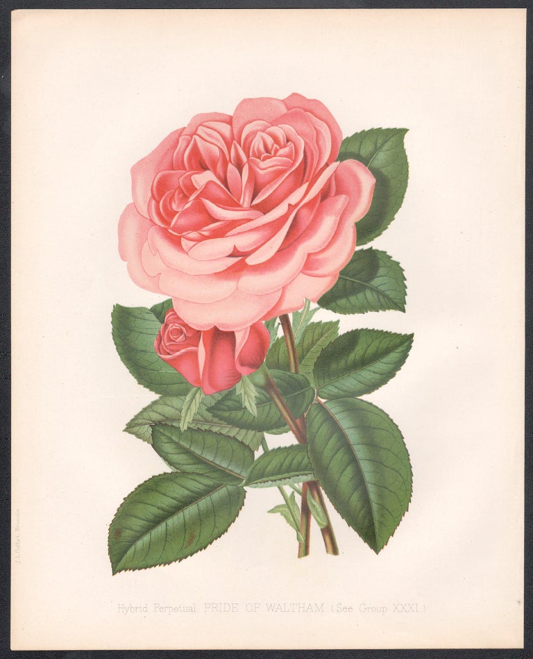 Unknown - Victorian English Pink Rose botanical flower chromolithograph ...
