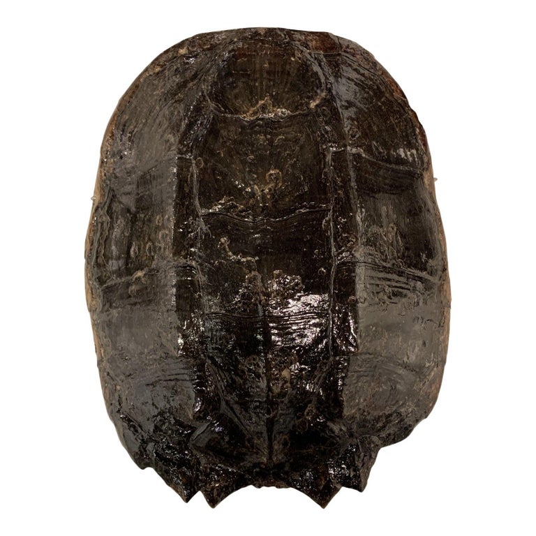 Unknown - Real Turtle Shell Wall Sculpture at 1stDibs