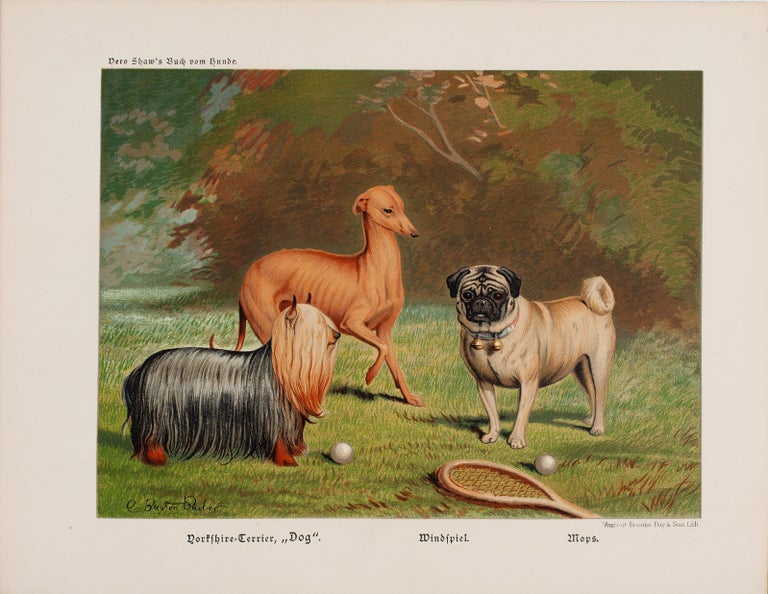 Vero Kemball Shaw - Pug, Greyhound, Terrier For Sale at 1stDibs