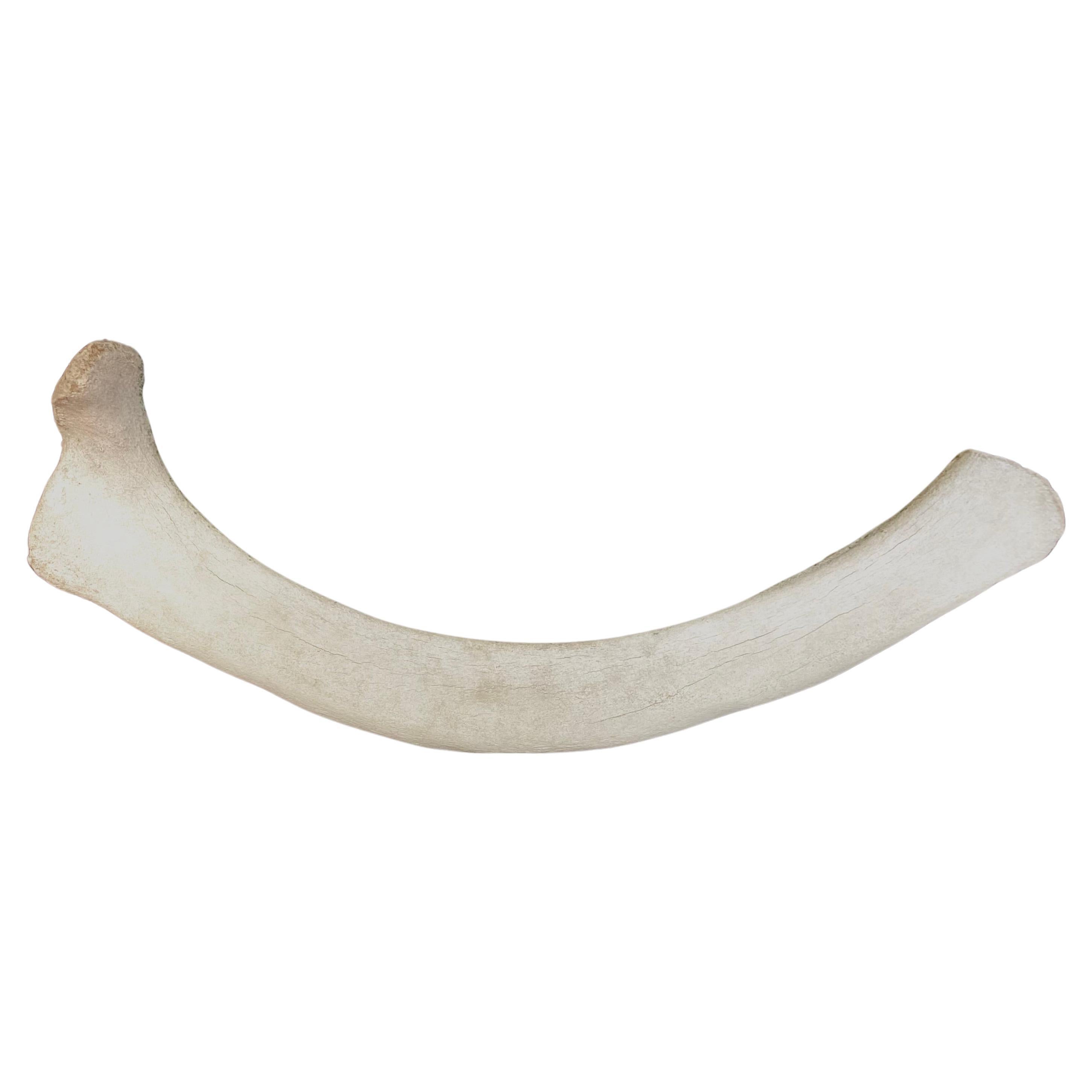 Very Large 19th Century 44 Inch Fossilized Whale Bone For Sale at 1stDibs