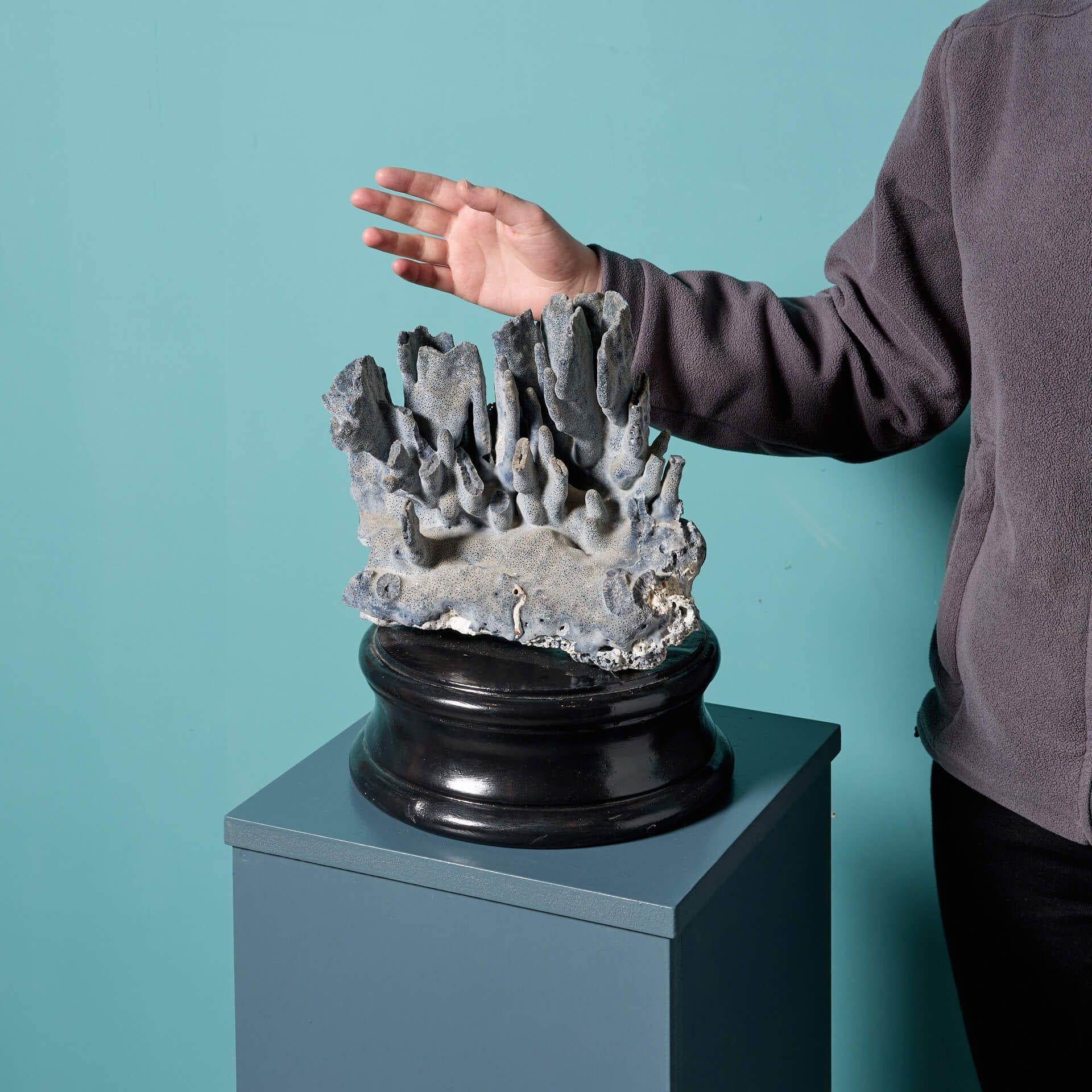 Very Large Natural Blue Heliopora Coral Specimen For Sale at 1stDibs