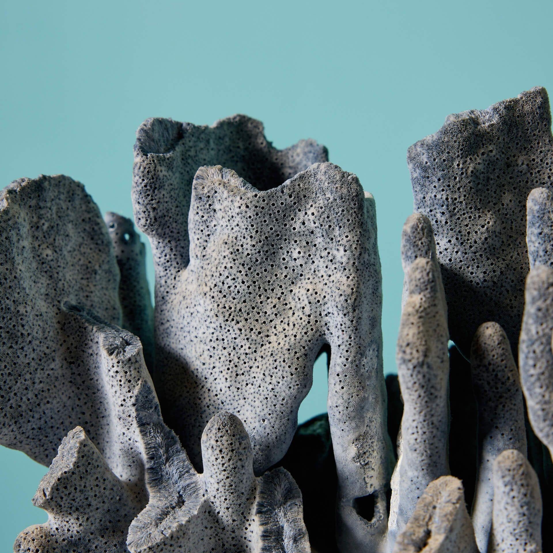 Very Large Natural Blue Heliopora Coral Specimen For Sale at 1stDibs