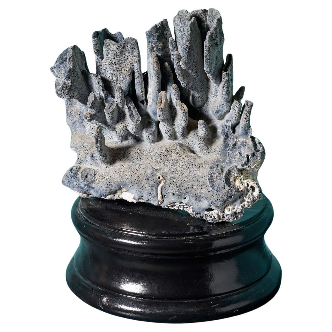 Very Large Natural Blue Heliopora Coral Specimen For Sale at 1stDibs