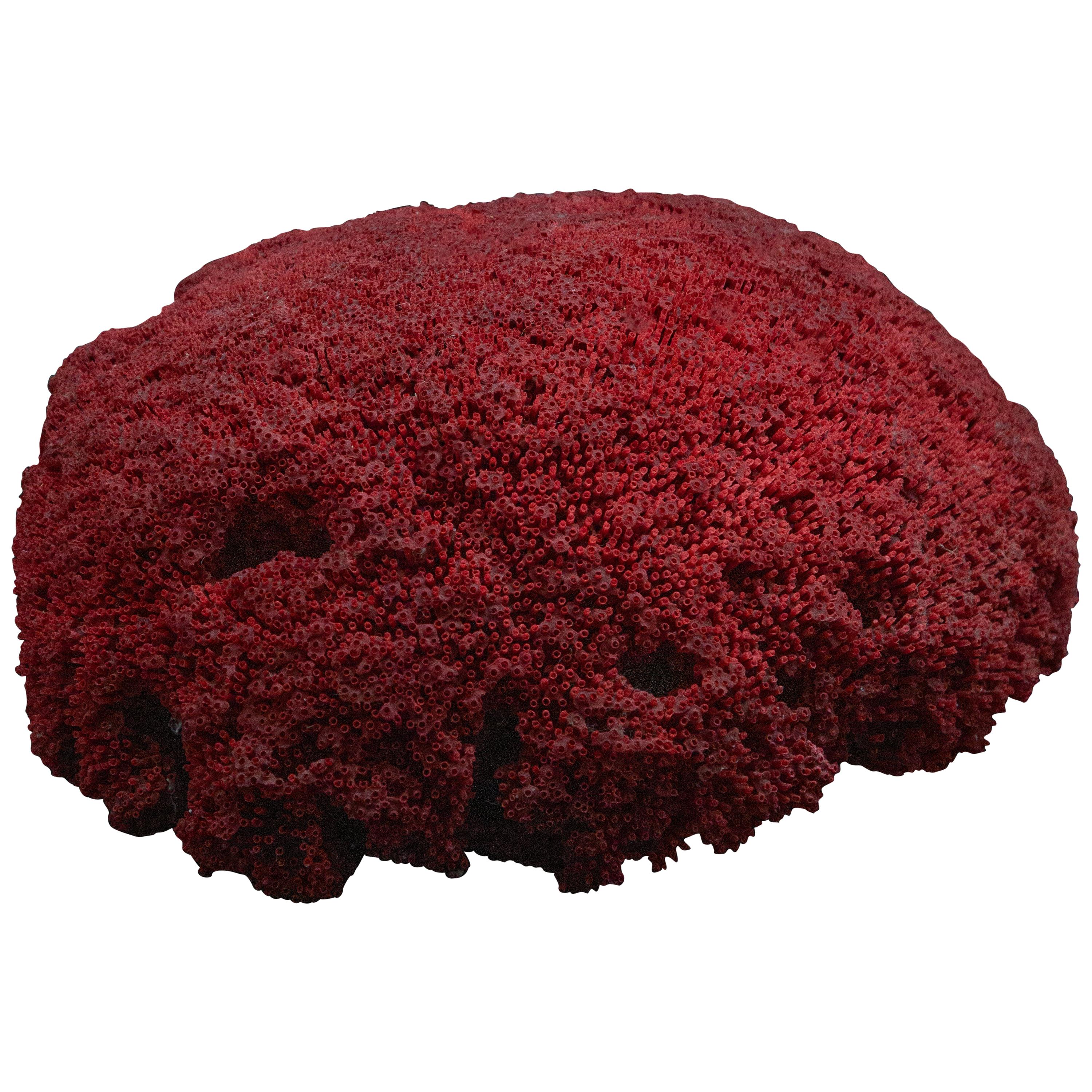 Very Large Red Pipe Organ Coral For Sale at 1stDibs | pipe organ coral ...