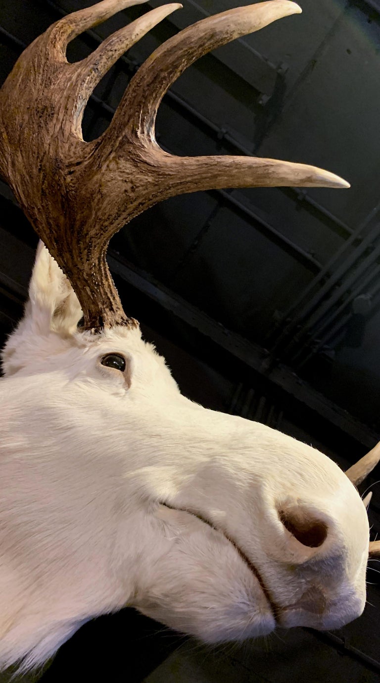 Very Rare Taxidermy Shoulder Mount of a White Scandinavian Moose at ...