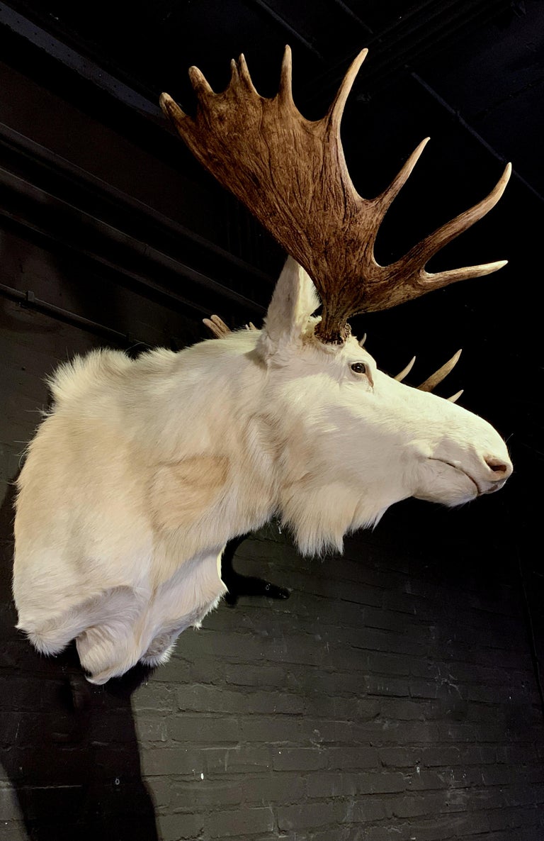 Very Rare Taxidermy Shoulder Mount of a White Scandinavian Moose at 1stDibs