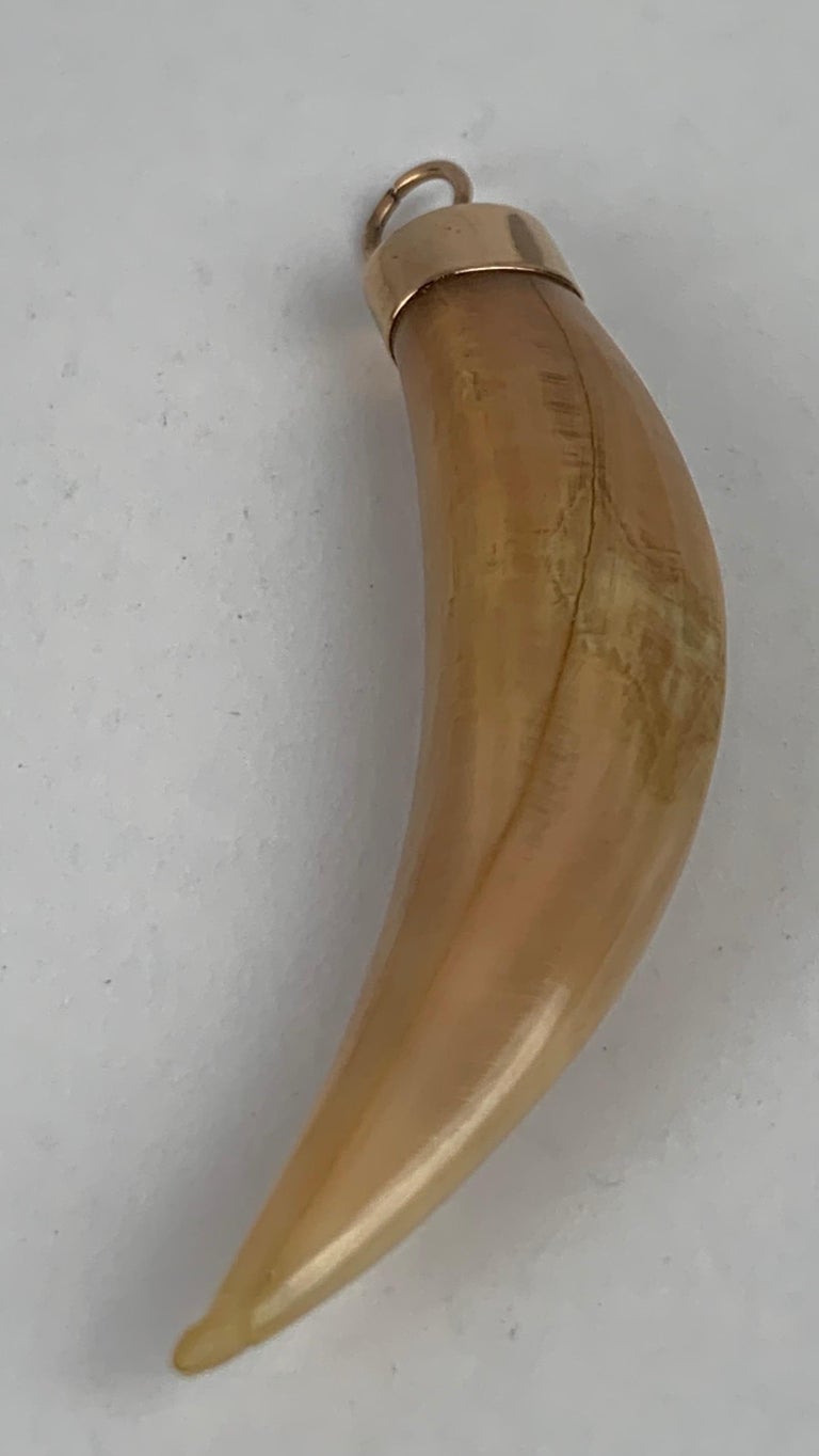 Victorian 9 Carat Gold Mounted Lion's Tooth at 1stDibs | original lion ...