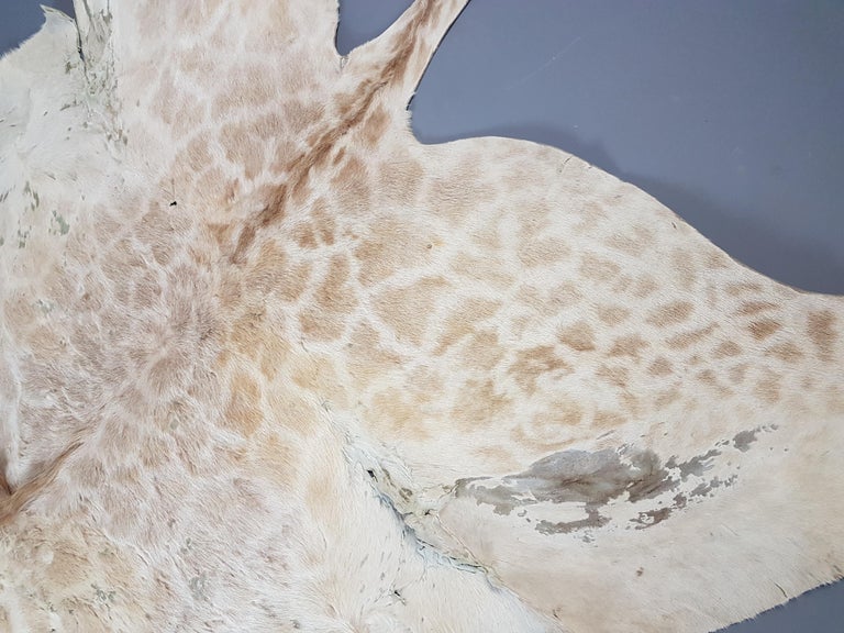 Victorian Juvenile Giraffe Hide For Sale at 1stDibs