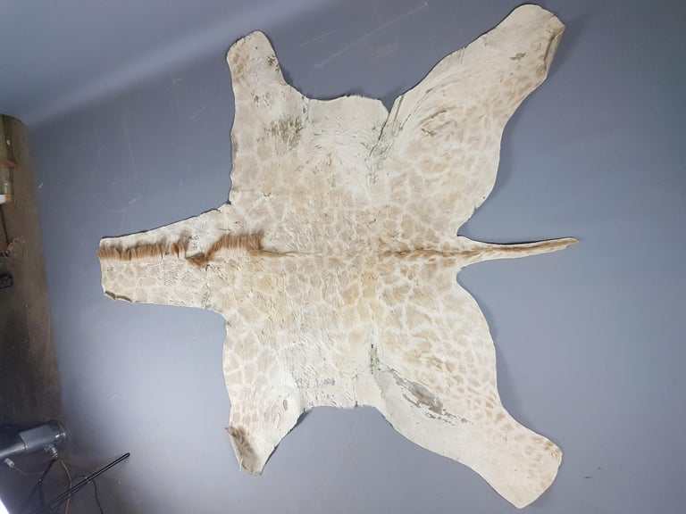 Victorian Juvenile Giraffe Hide For Sale at 1stDibs