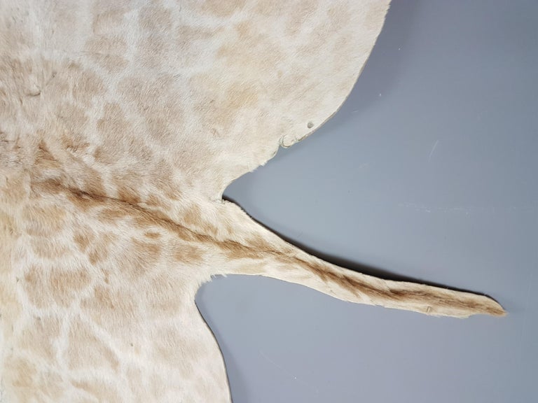Victorian Juvenile Giraffe Hide For Sale at 1stDibs