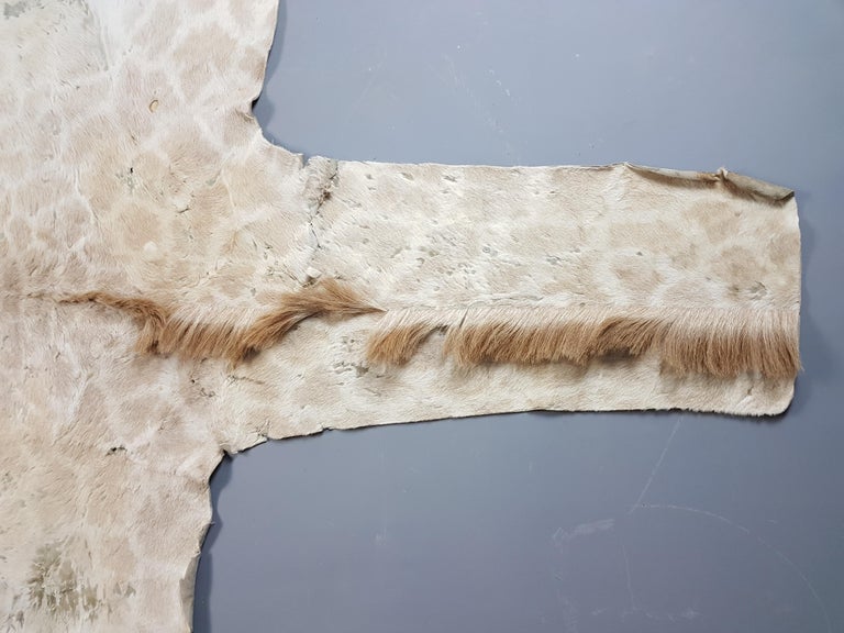 Victorian Juvenile Giraffe Hide For Sale at 1stDibs
